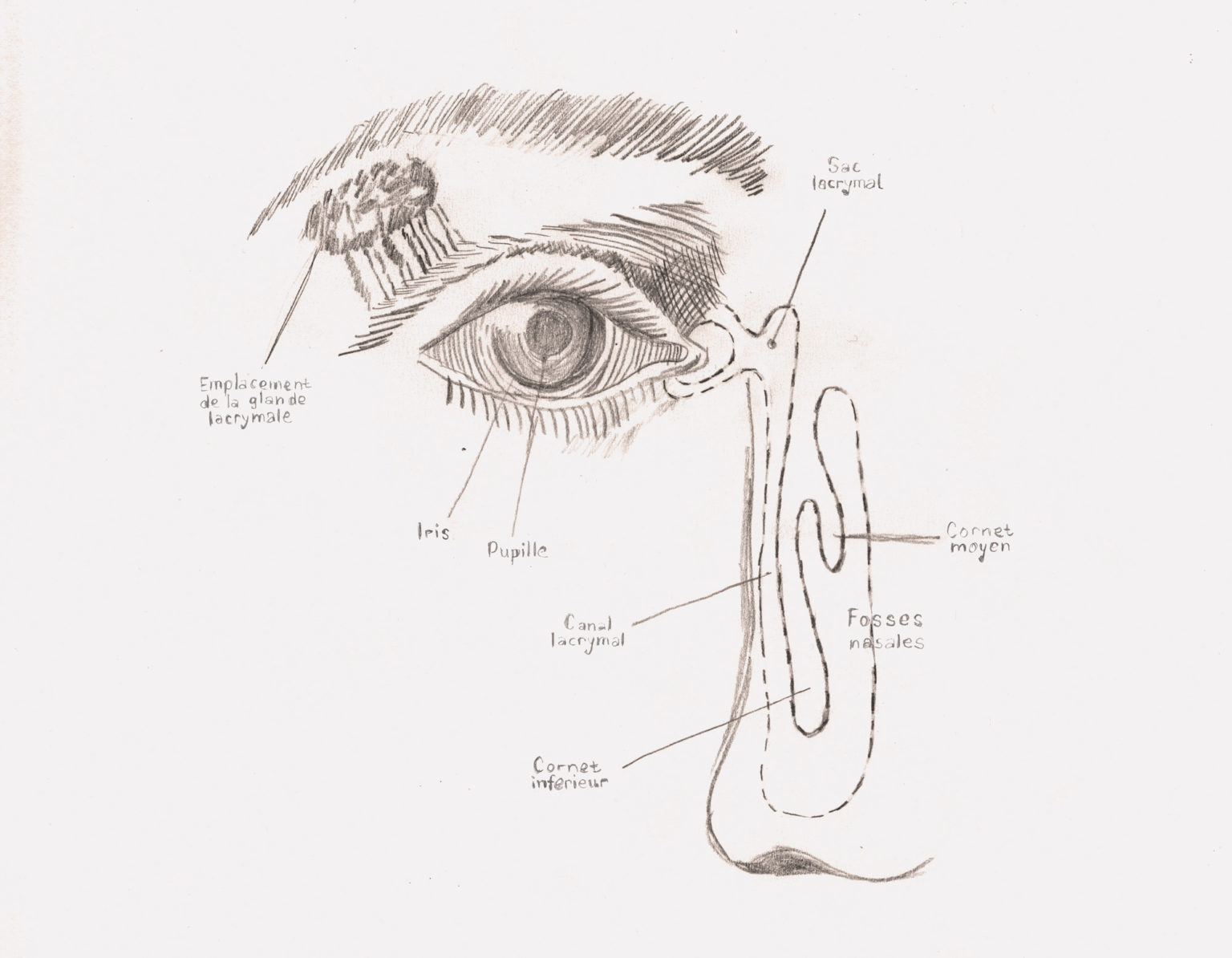 Du lacrymal aux lacrymos - : Agir par la culture